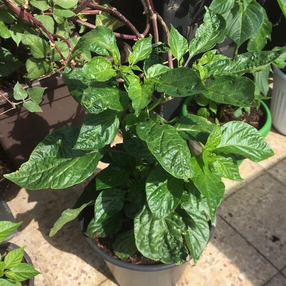 Scorpion Pepper Plant