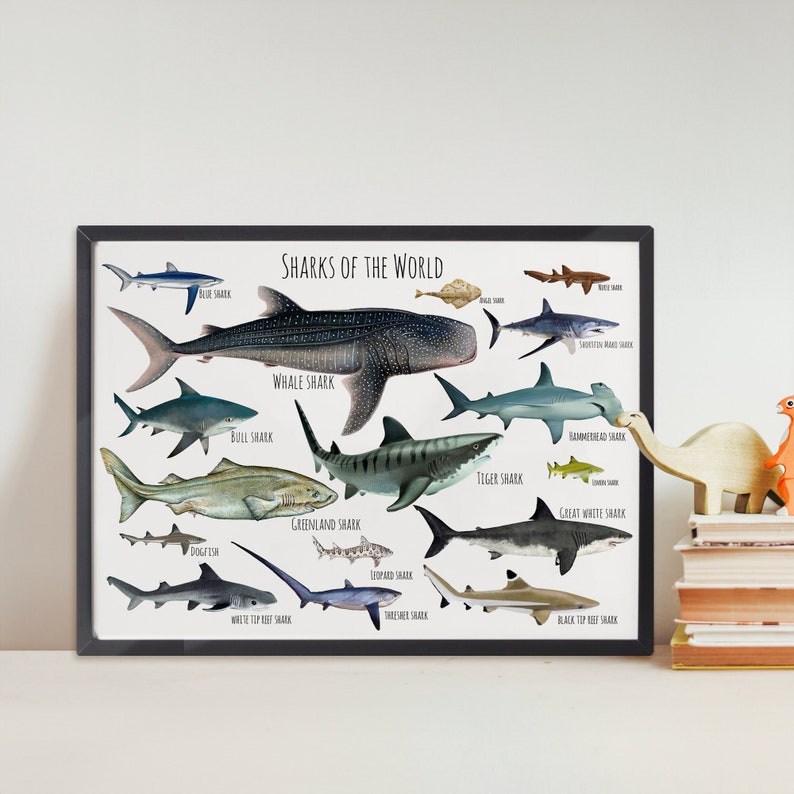 Sharks of the World Poster - 15 Original Illustrations! - Etsy UK