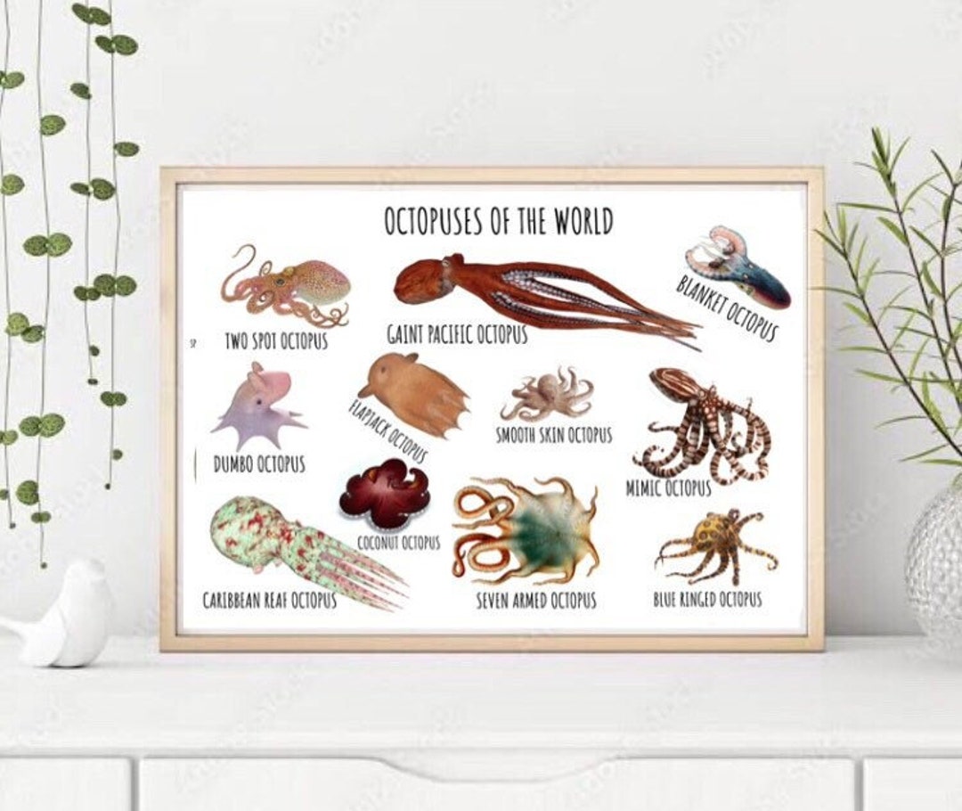 Octopuses of the World Poster Octopus Poster Octopus Print - Etsy