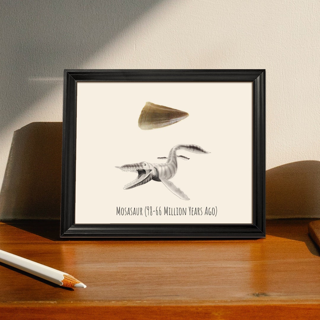 Framed Real Fossil Mosasaurus Tooth Framed Fossil Mosasaur Tooth ...