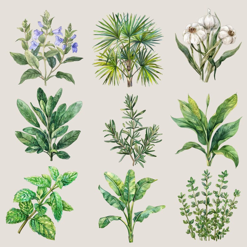 Plant Clipart Pack, Greenery Clipart, Floral, House Plants, Botanical ...