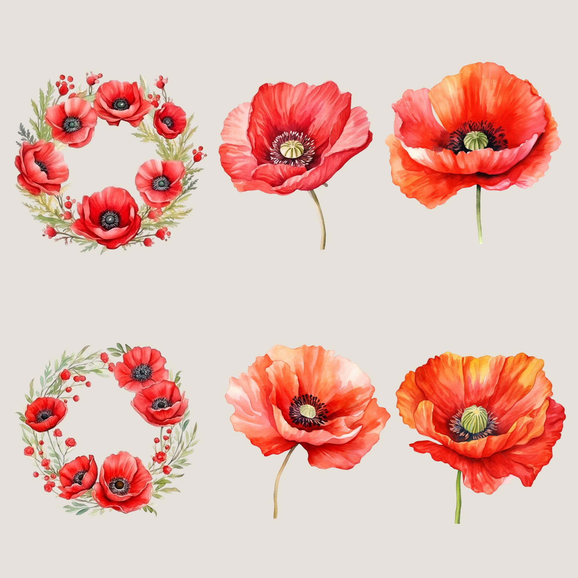Poppy Clipart, Watercolor Poppy Clipart, Floral Illustration, Red Poppy ...