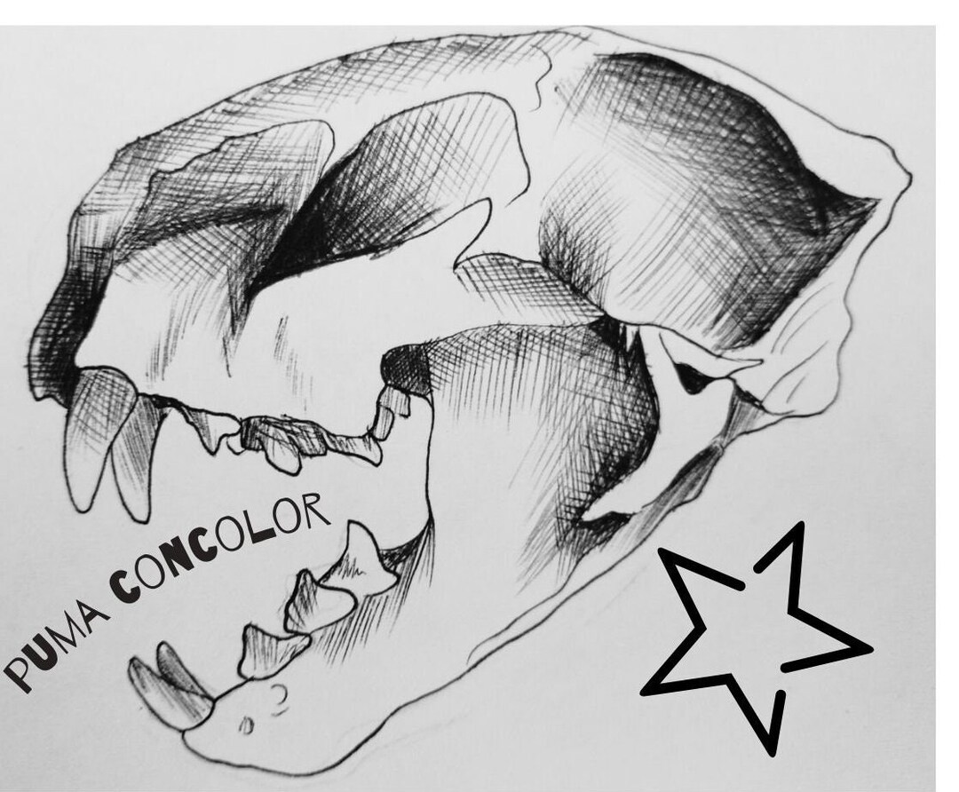 Cougar Skull Drawing Side Profile - Etsy