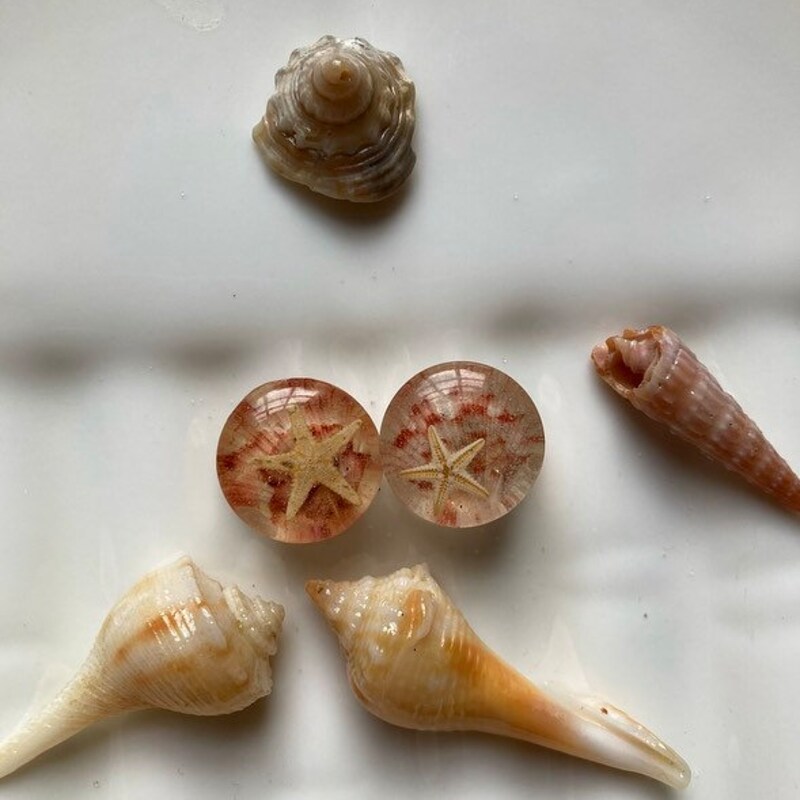 Seashell Collection - Etsy