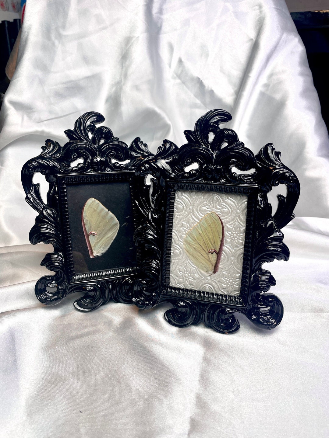 REAL Luna Moth Wing Framed Butterfly Wings Entomology - Etsy