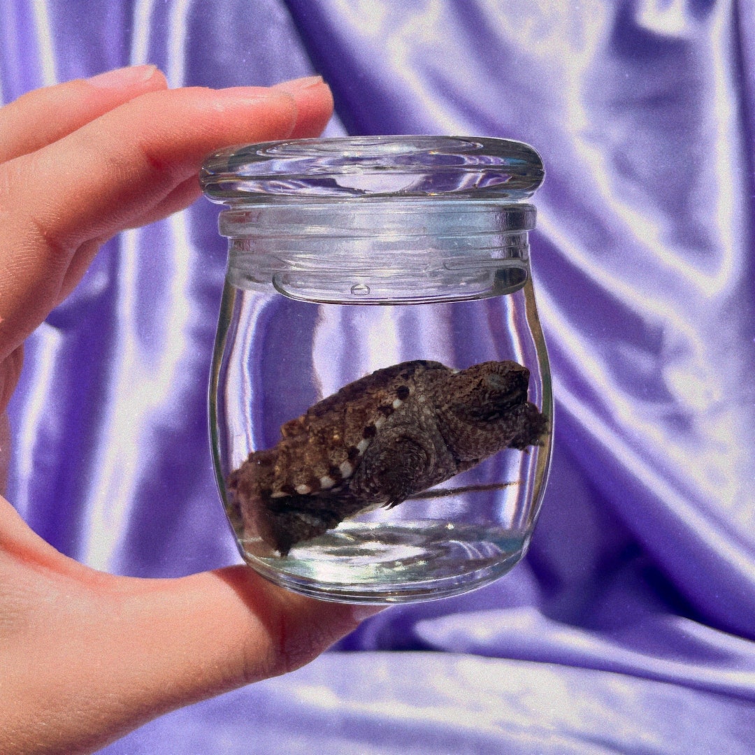 Snapping Turtle Hatchling Wet Specimen Small Turtle Oddity Turtle Oddities and Curiosities ...
