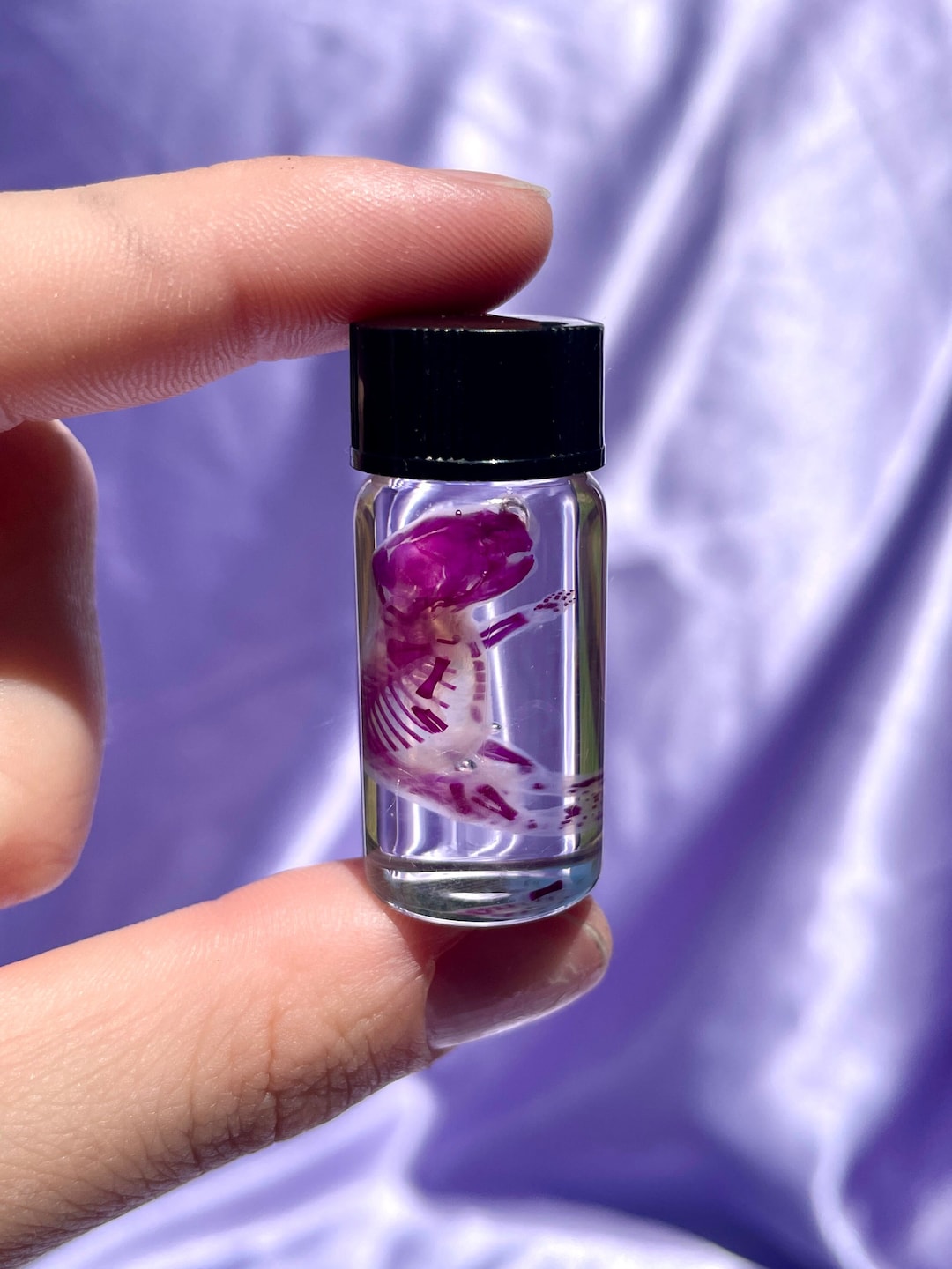 Diaphonized Fetal Mouse Wet Specimen Mouse Oddity Mouse Oddities and ...