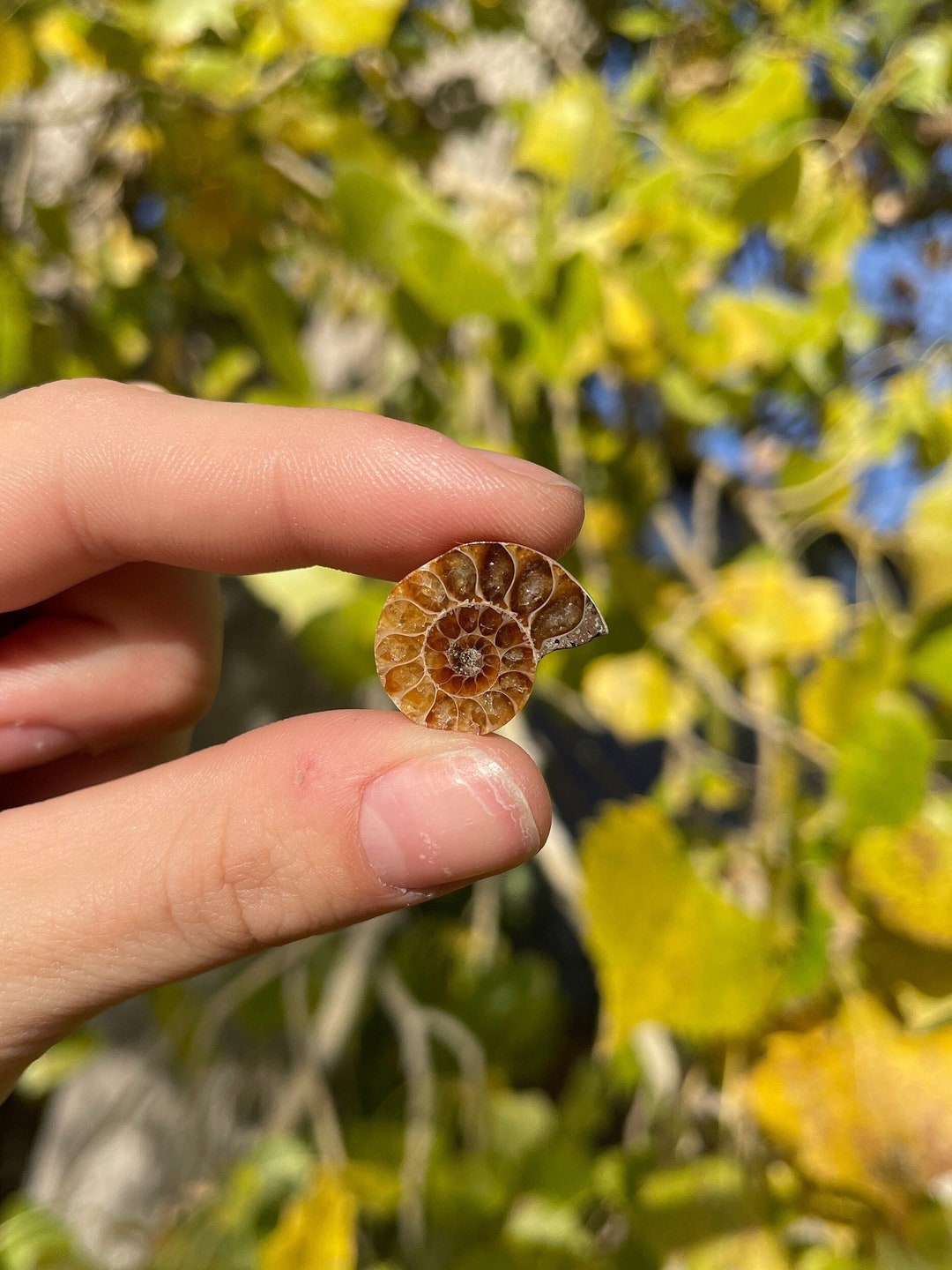 MINI Ammonite Fossils Small Ammonite Fossils Tiny Ammonite - Etsy