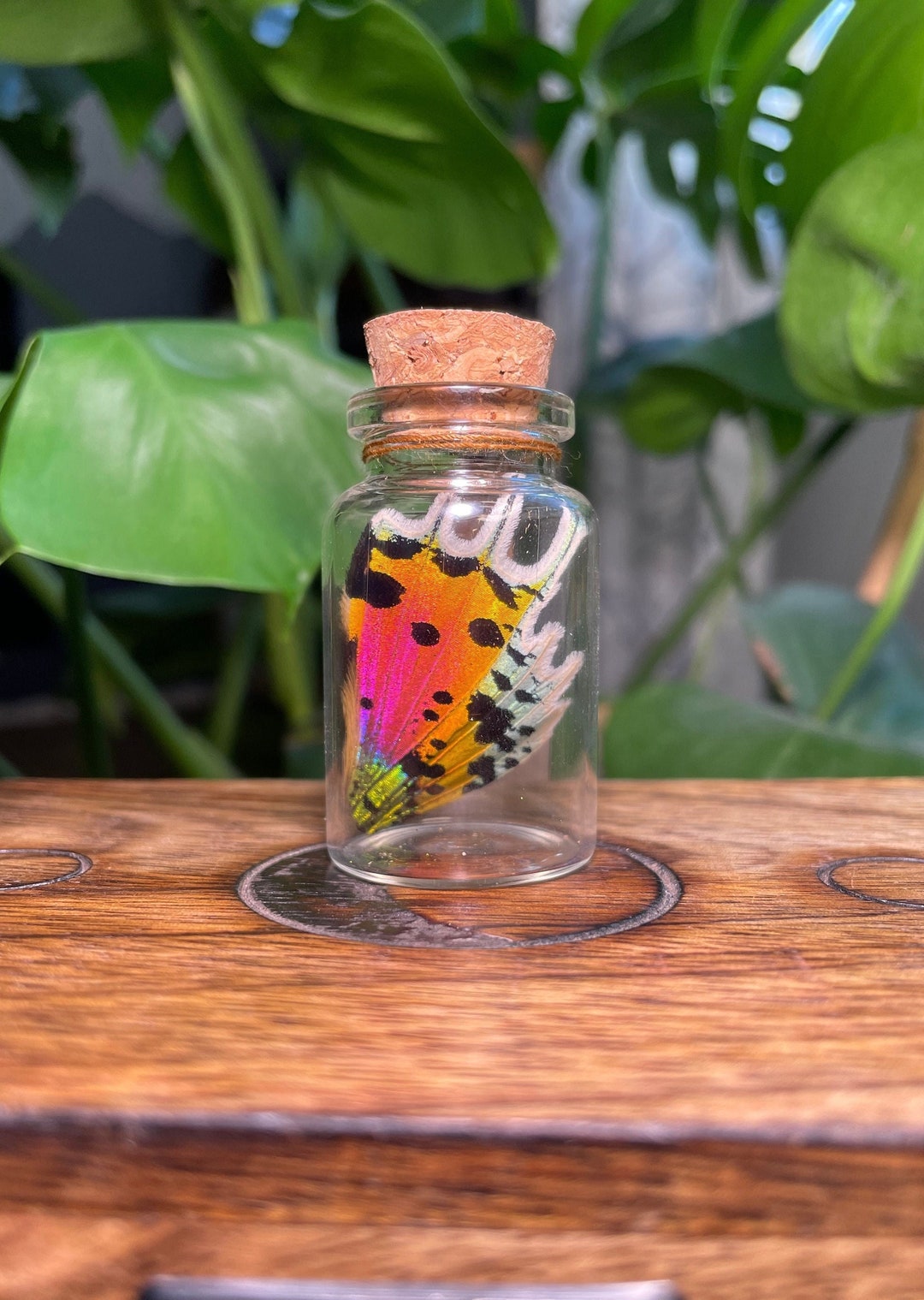 REAL Sunset Moth Wing Curiosity Jars bottled Butterfly Wings entomology ...