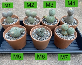 Tephrocactus Geometricus - Etsy