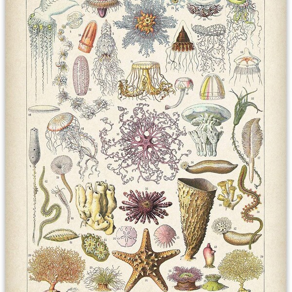 Marine Biology Print - Etsy