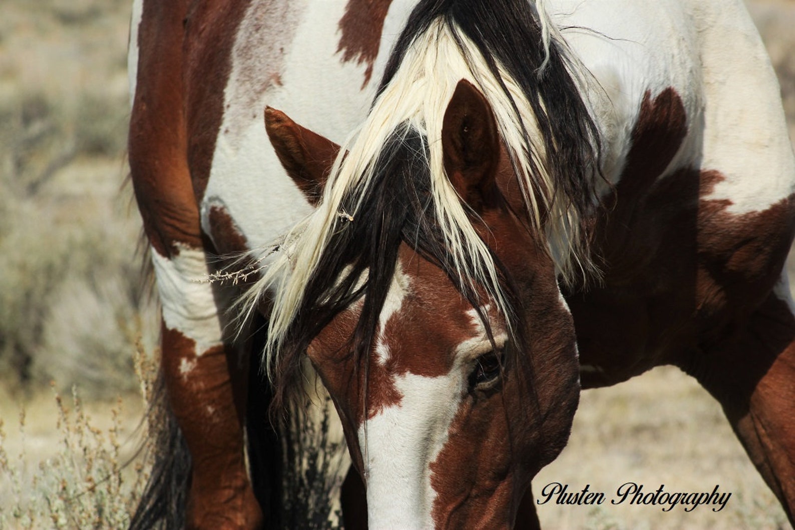 Wild Horse Photography,,picasso up Close,,sand Wash Basin Mustang,, - Etsy