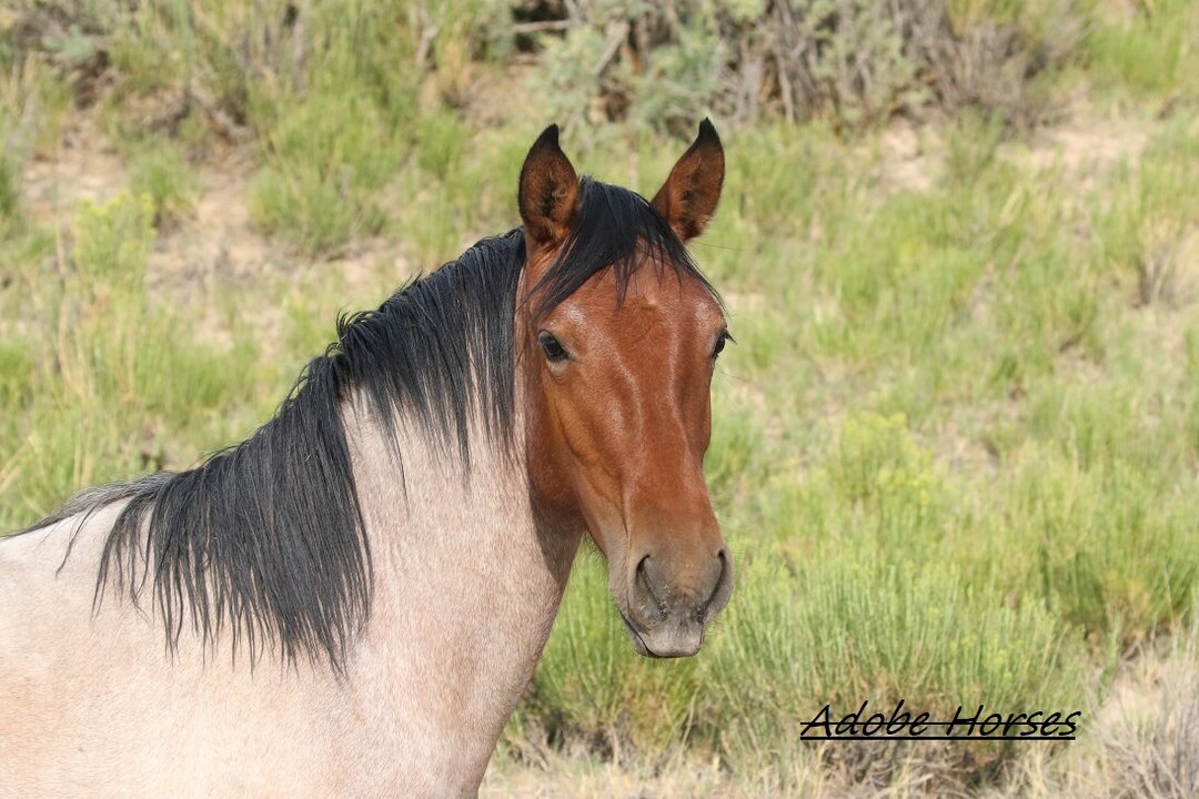 Wild Horse Photography,,bay Roan Filly,,the Adobe Roans - Etsy