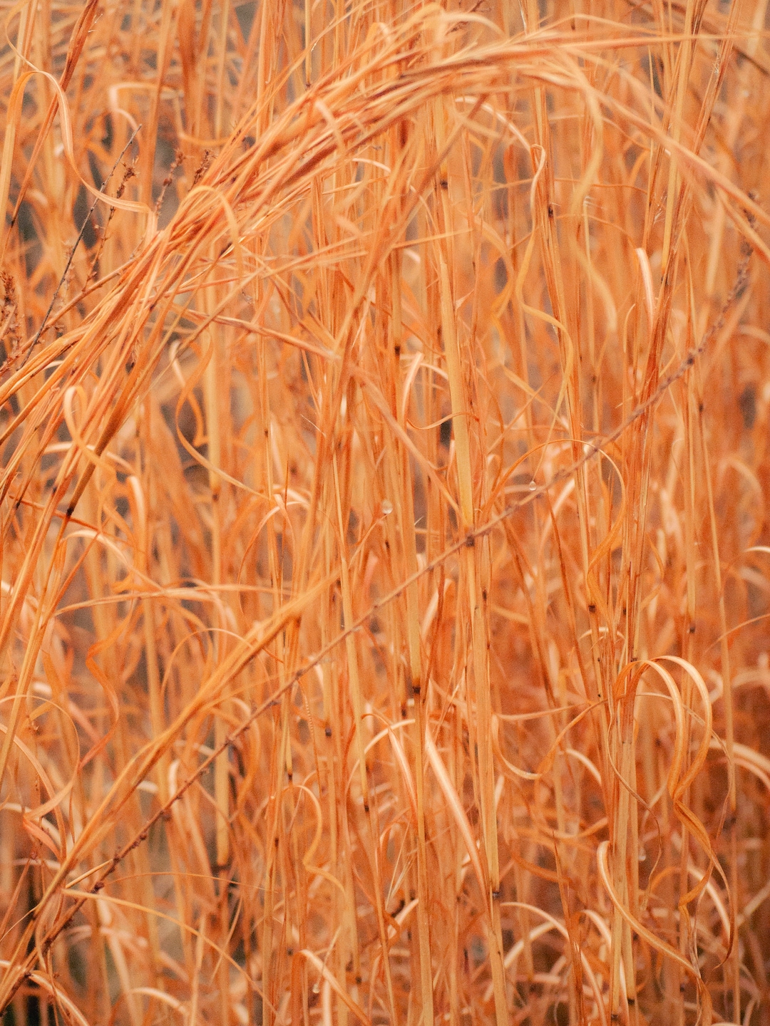 Straw Grass I & II - 2 Digital Files, Plant Images, Wall Art. PRINTABLE ...