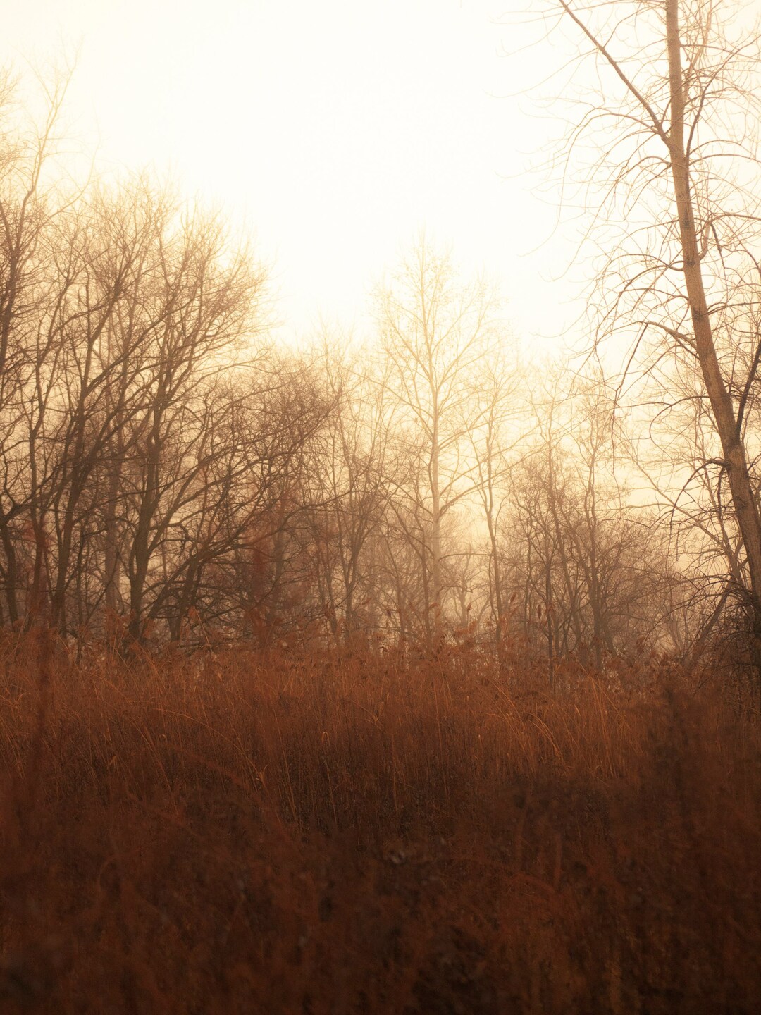 Amber Landscape I & II 2 Digital Files, Landscape Images, Wall Art ...