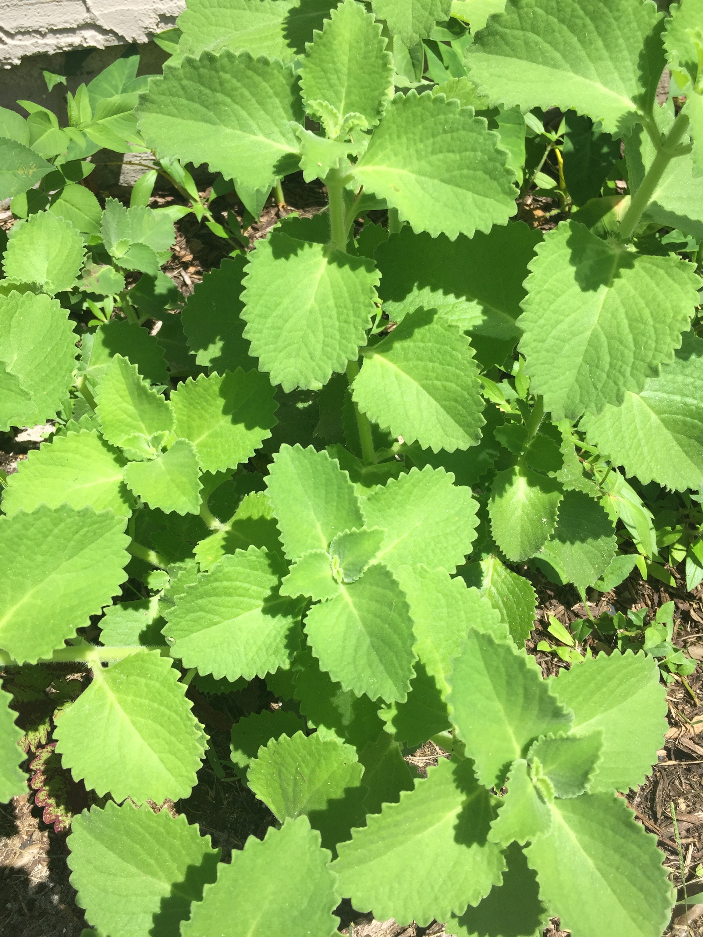 Oregano Leaves Plectranthus Amboinicus Menta Origan Duan - Etsy