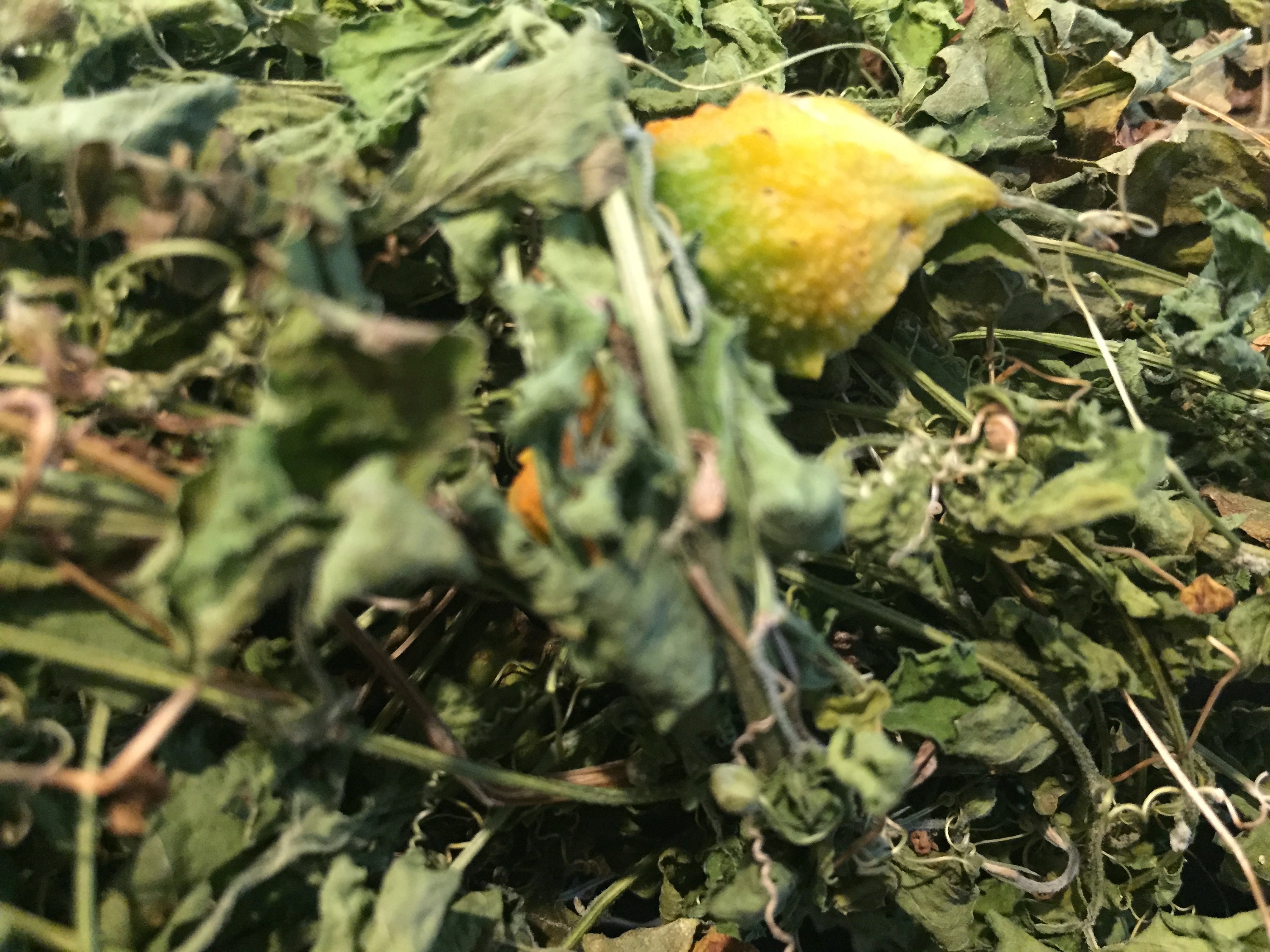 Cerasee, Asosi, Dried Bitter Melon Herb - Etsy