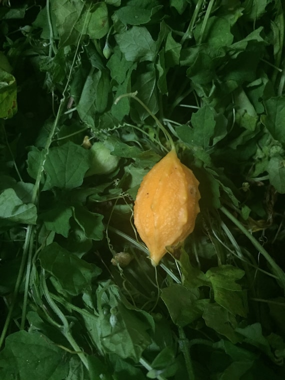 Cerasee Asosi Dried Bitter Melon Herb - Etsy