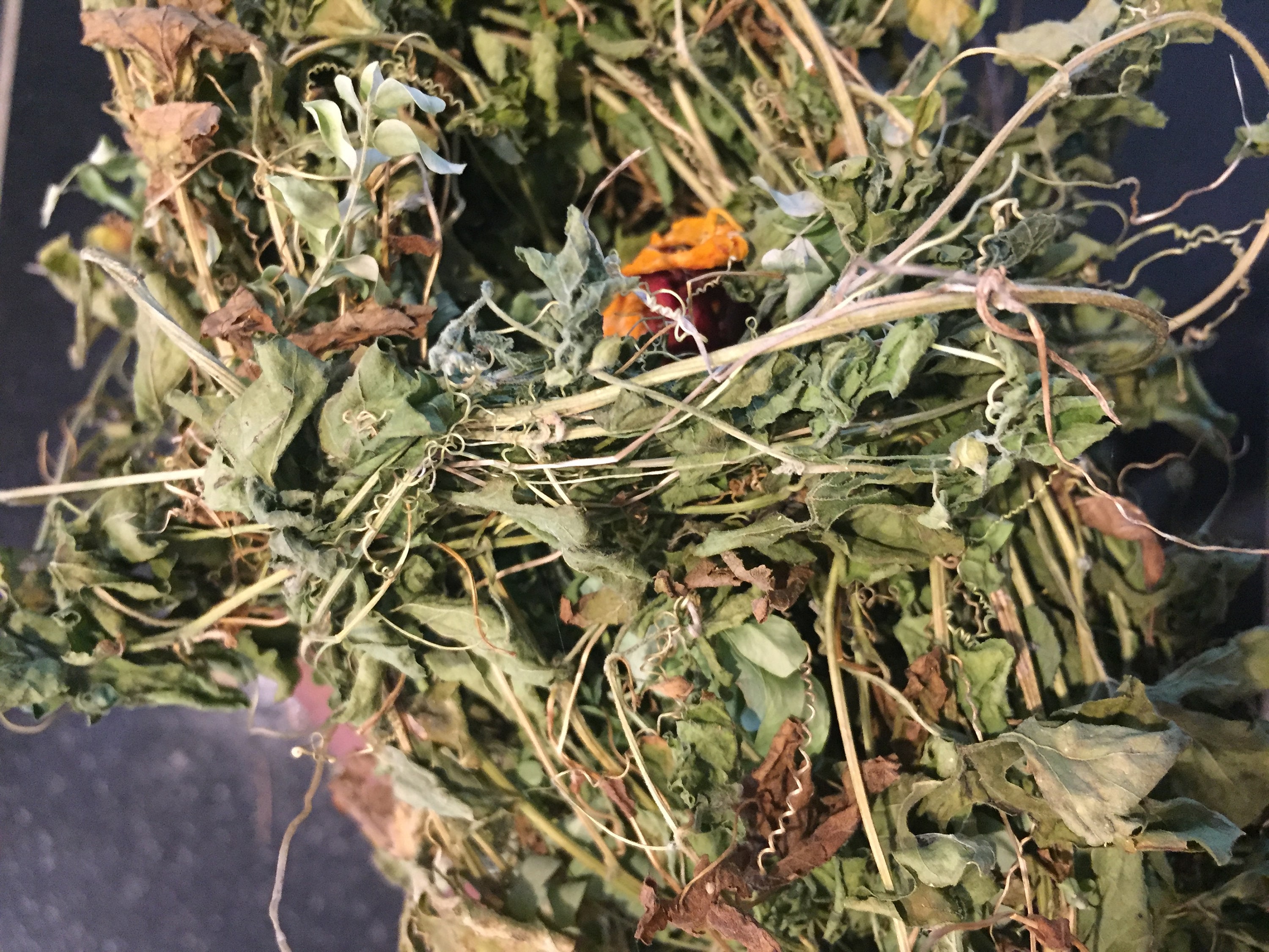 Cerasee, Asosi, Dried Bitter Melon Herb - Etsy