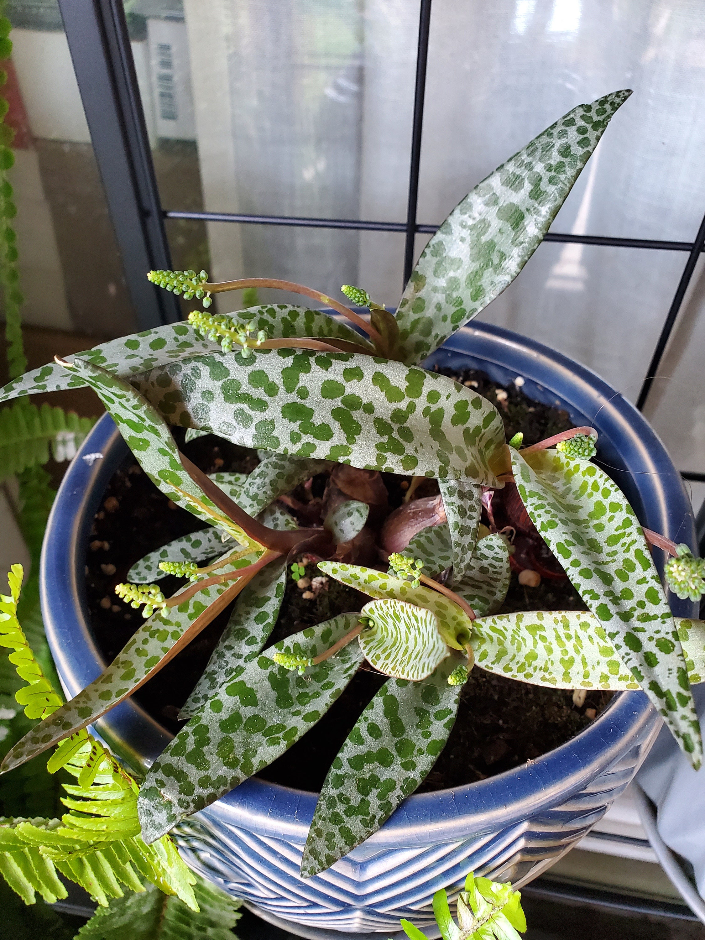 Silver Squill Rare Plant Organic Natural House Plant. - Etsy