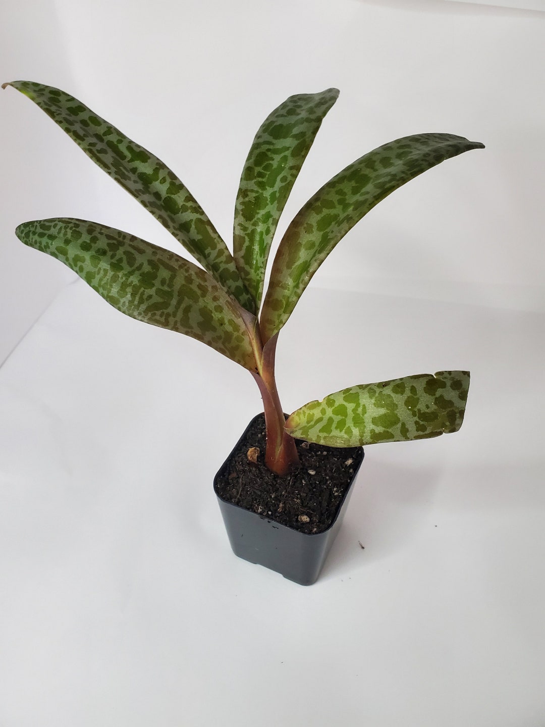 Silver Squill Rare Plant Organic Natural House Plant. - Etsy