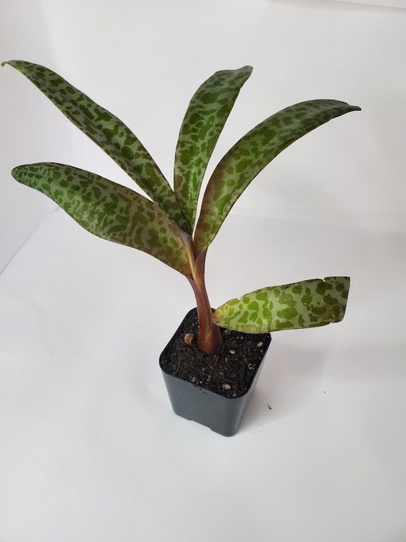 Silver Squill Rare Plant Organic Natural House Plant Blooming | Etsy