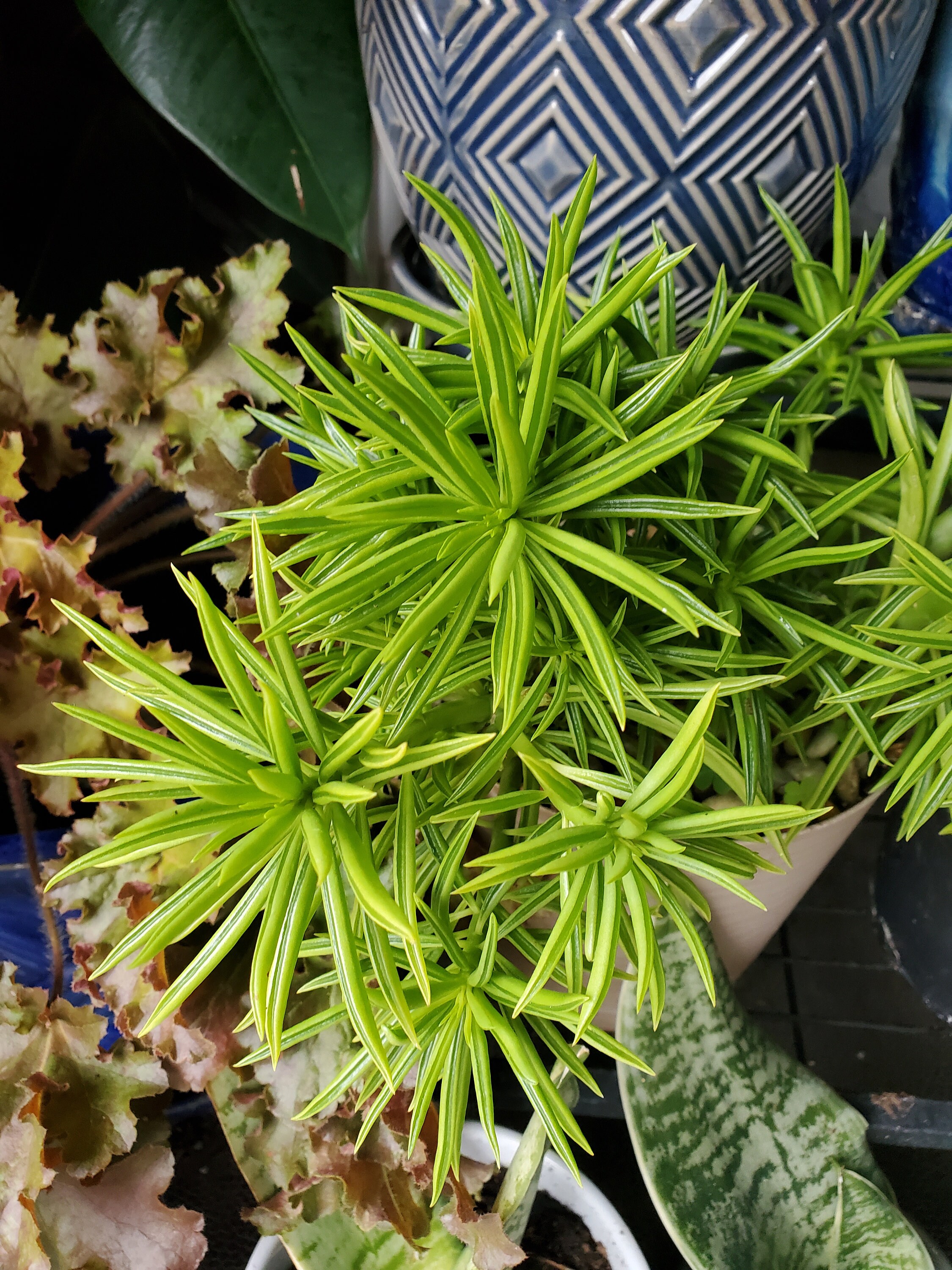 Peperomia Ferreyrae Plant Living - Etsy