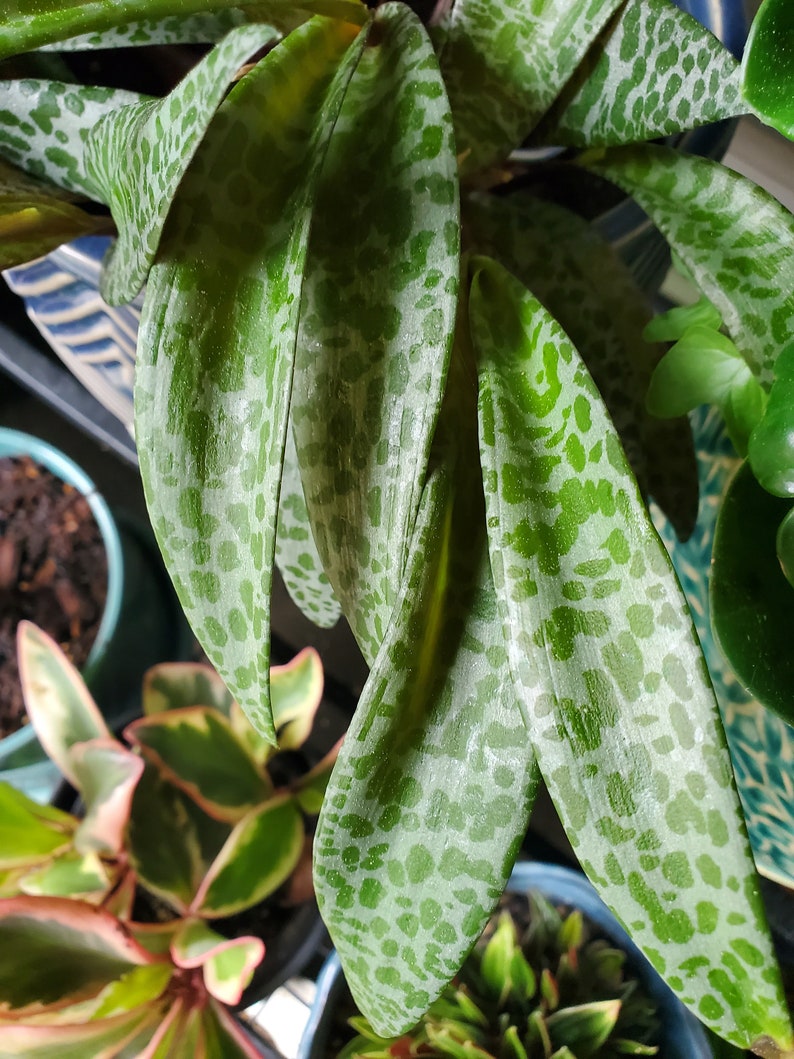 Silver Squill Rare Plant Organic Natural House Plant. - Etsy