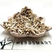 Hydrangea Root, Hydrangea Arborescens, Wildcrafted Natural Herbs, Dried ...