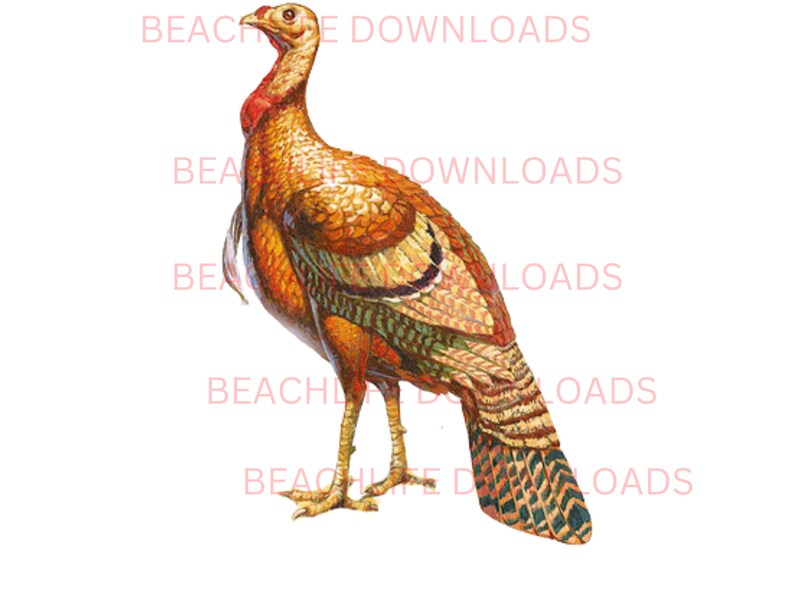 Wild Turkey American Honey Bottle Label Wild Turkey PNG - Etsy