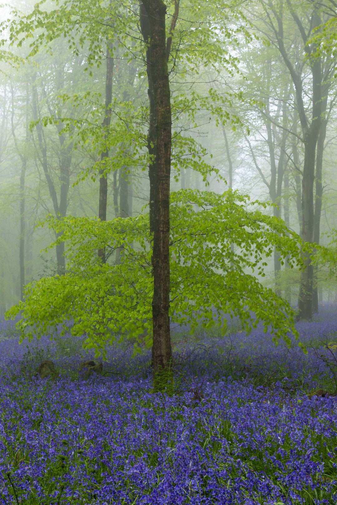Bluebell Forest Print: Misty Dorset England Photography - Etsy