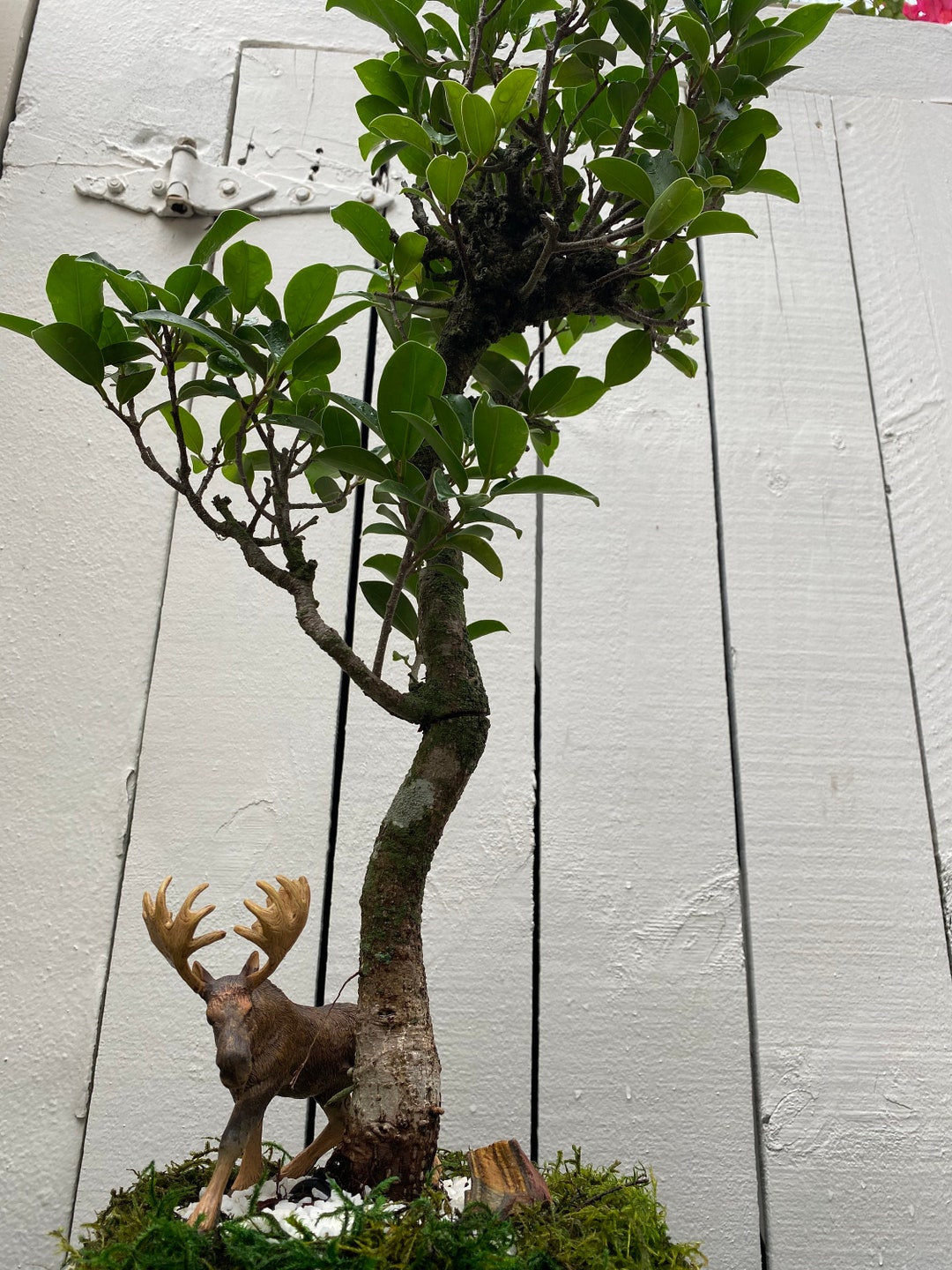 Ficus Benjamina Bonsai - Etsy