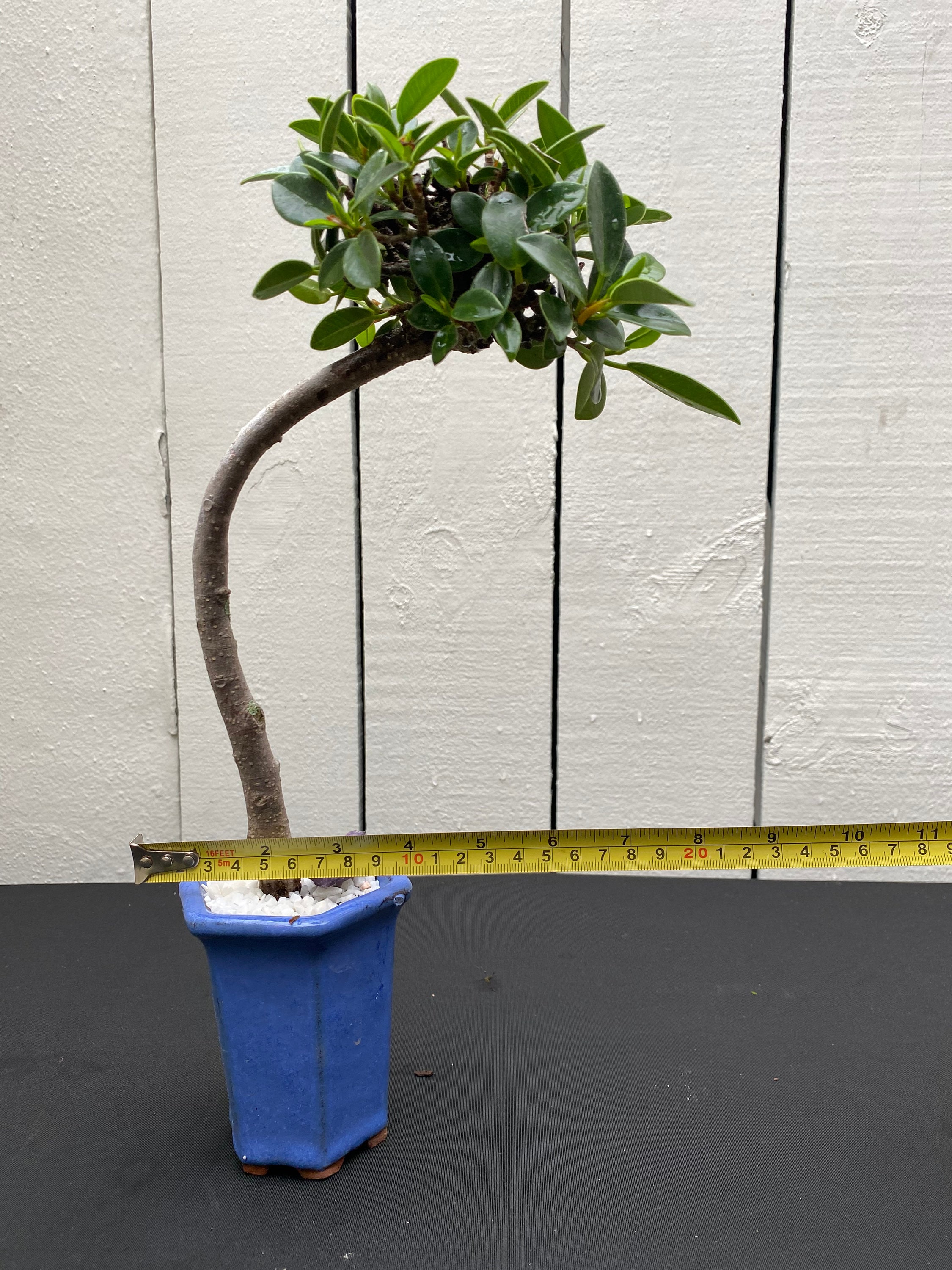 Ficus Bonsai - Etsy