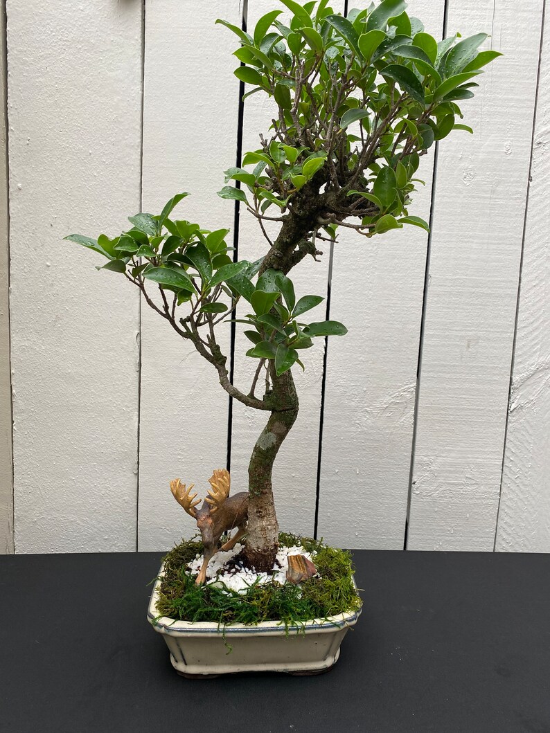 Ficus Benjamina Bonsai - Etsy