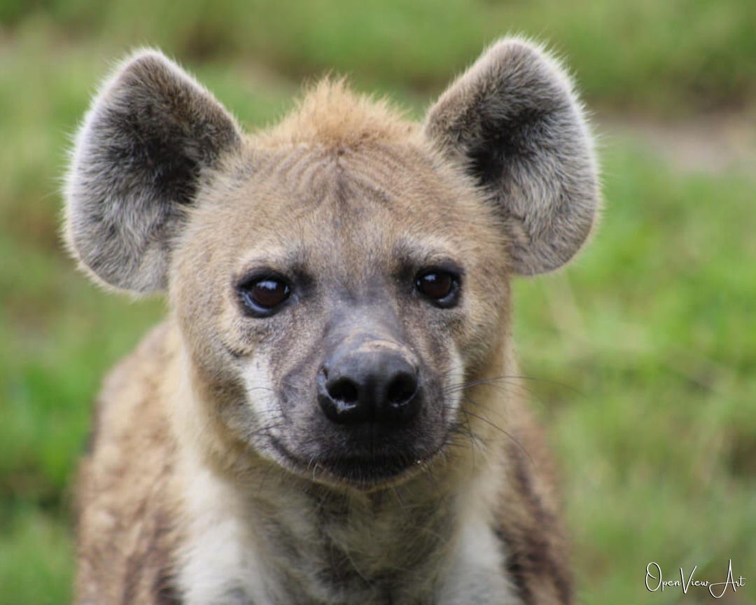 Spotted Hyena Close-up – Printable Wildlife Portrait | JPEG Animal ...
