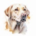 Labrador Clipart - 10 High Quality Jpgs - Digital Download - Card ...