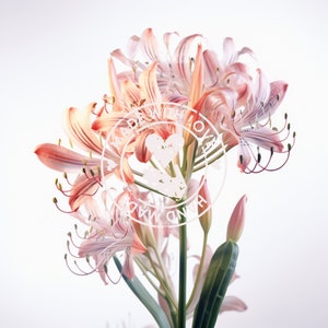 Nerine Clipart - 10 High Quality Jpgs - Digital Download - Great for ...