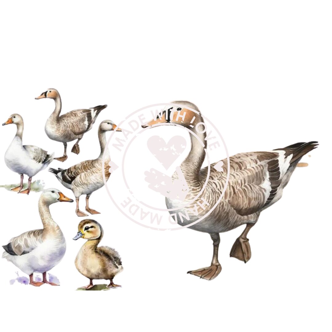 Goose Clipart Bundle: Farm Animal Graphics (digital Download) - Etsy