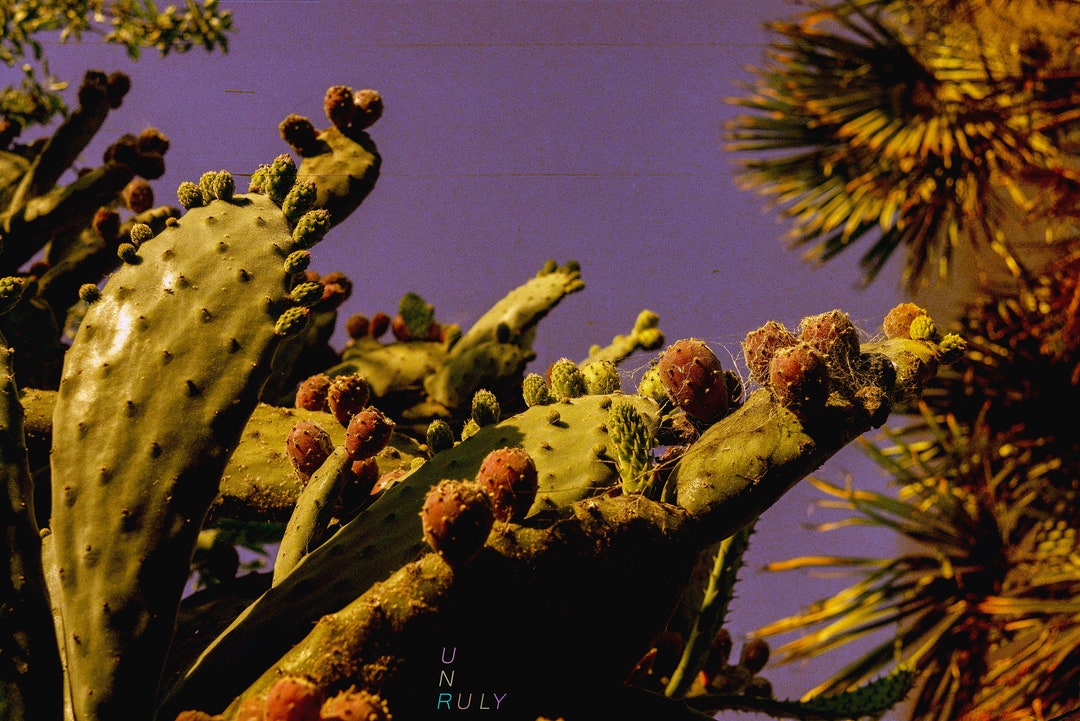 Goliath / Santa Cruz Succulent - Etsy