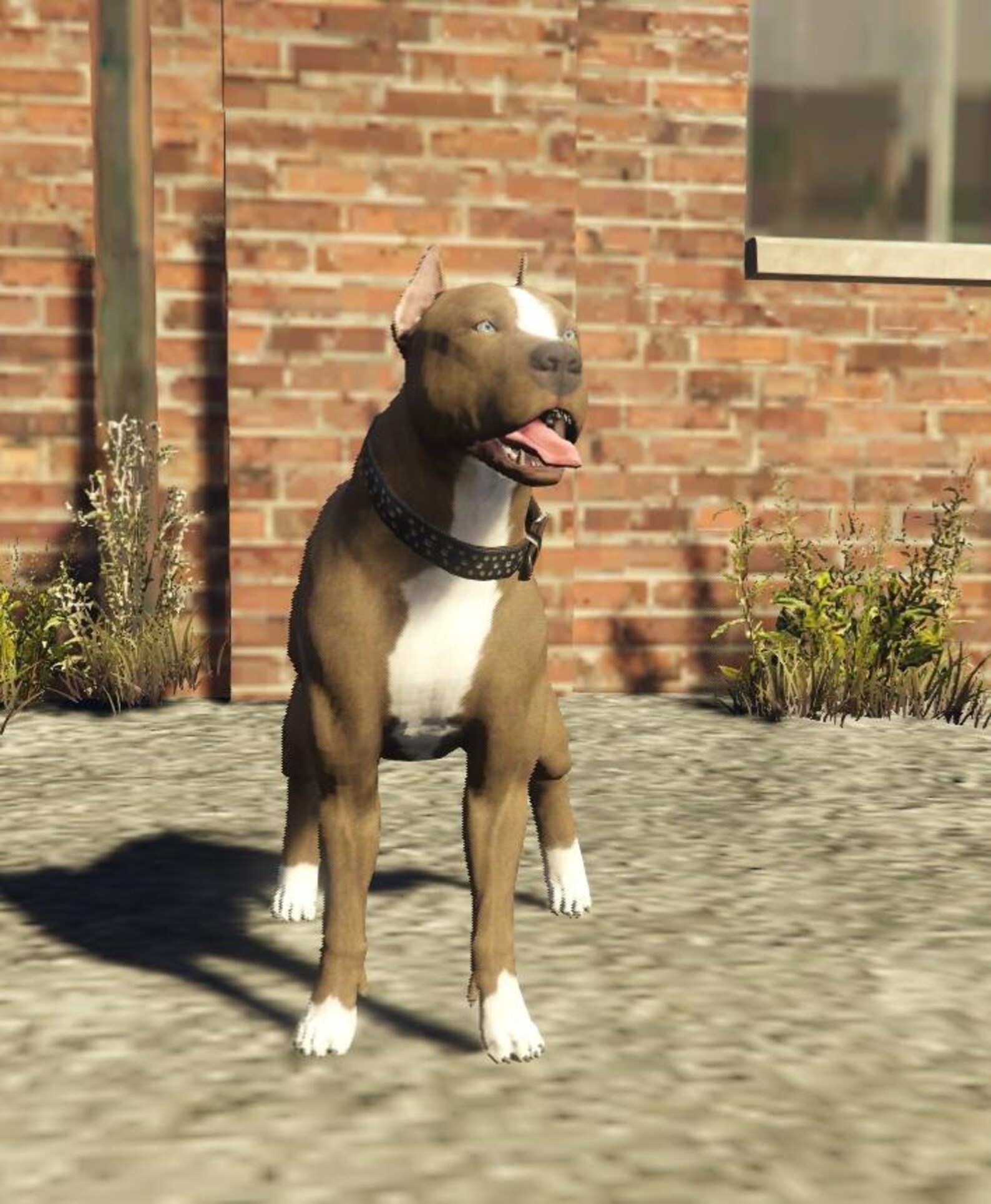 PED - PITBULL (FIVEM) - Etsy