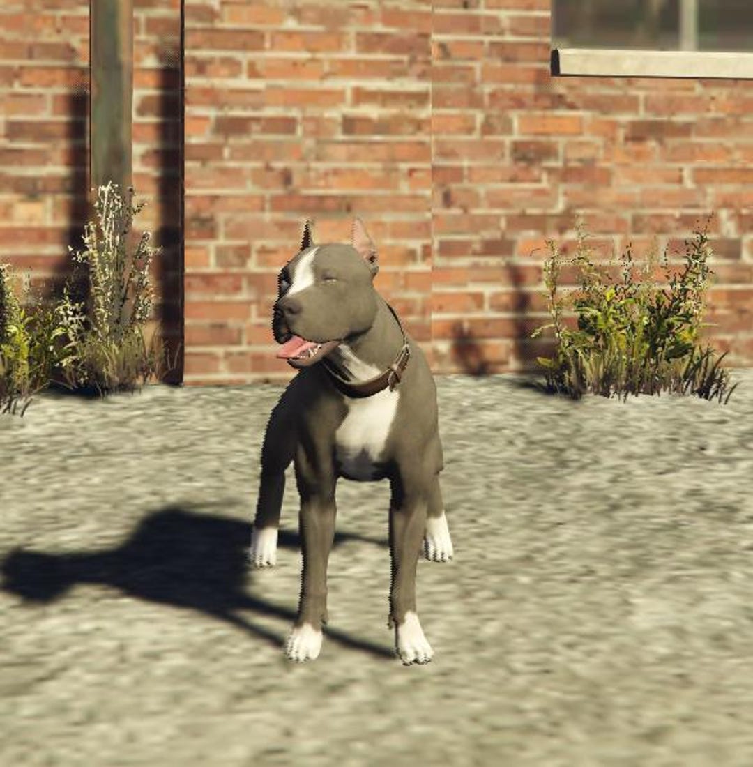 PED - PITBULL (FIVEM) - Etsy