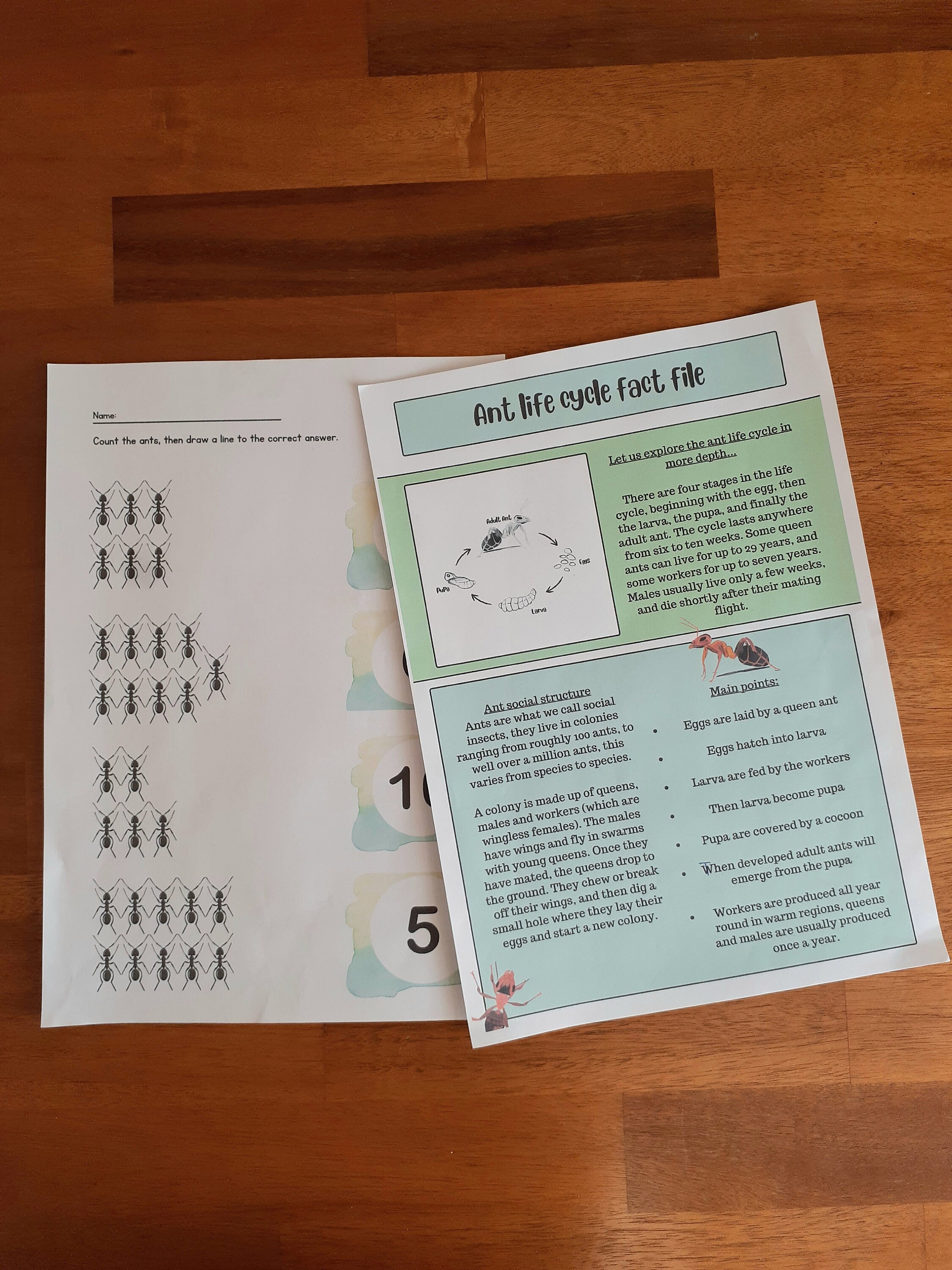 ANTS! Study Bundle Montessori, Life Cycle, Anatomy, Nature Study ...