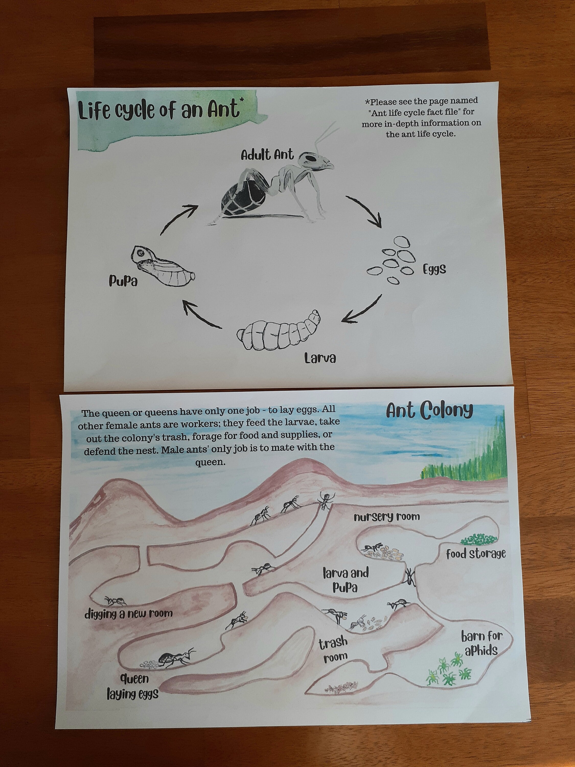 ANTS! Study Bundle Montessori, Life Cycle, Anatomy, Nature Study ...