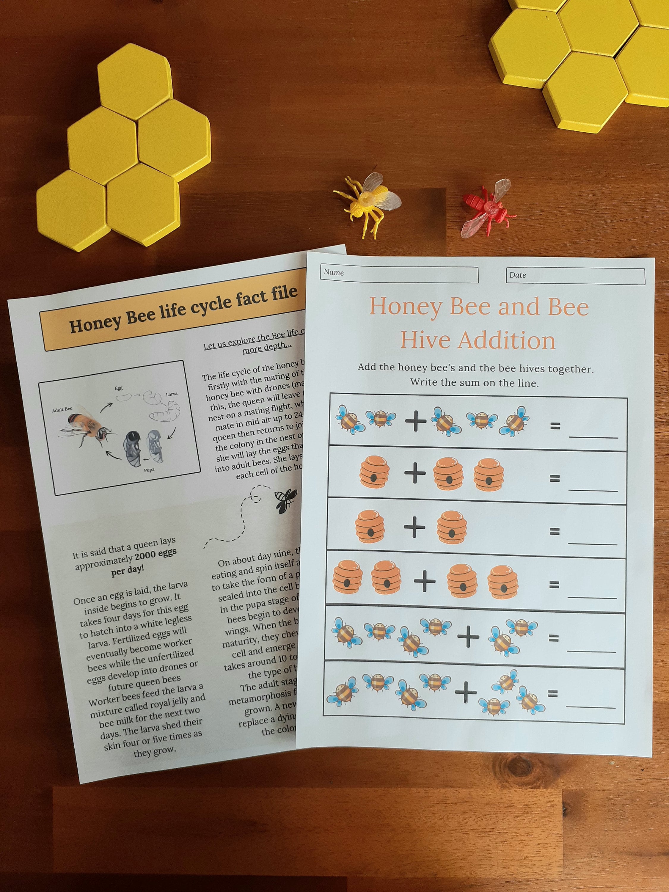 Honey Bee Unit Study Bundle, Learning, Montessori, Charlotte Mason, Fun ...