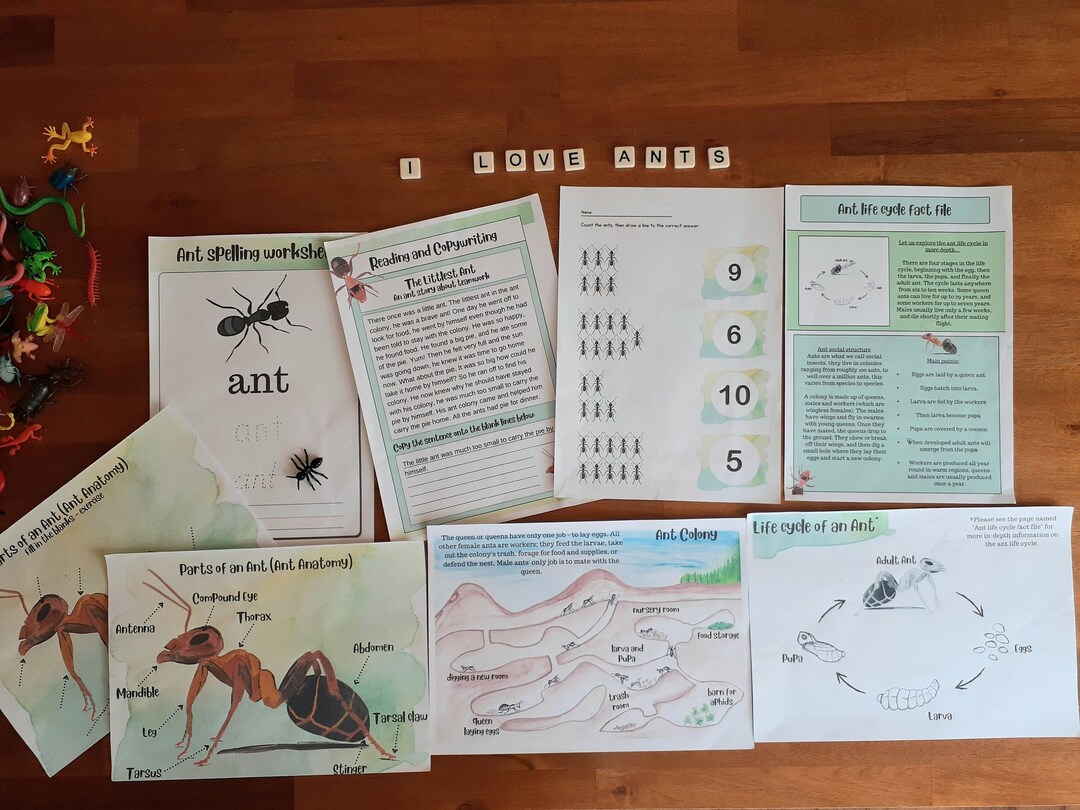 ANTS! Study Bundle Montessori, Life Cycle, Anatomy, Nature Study ...
