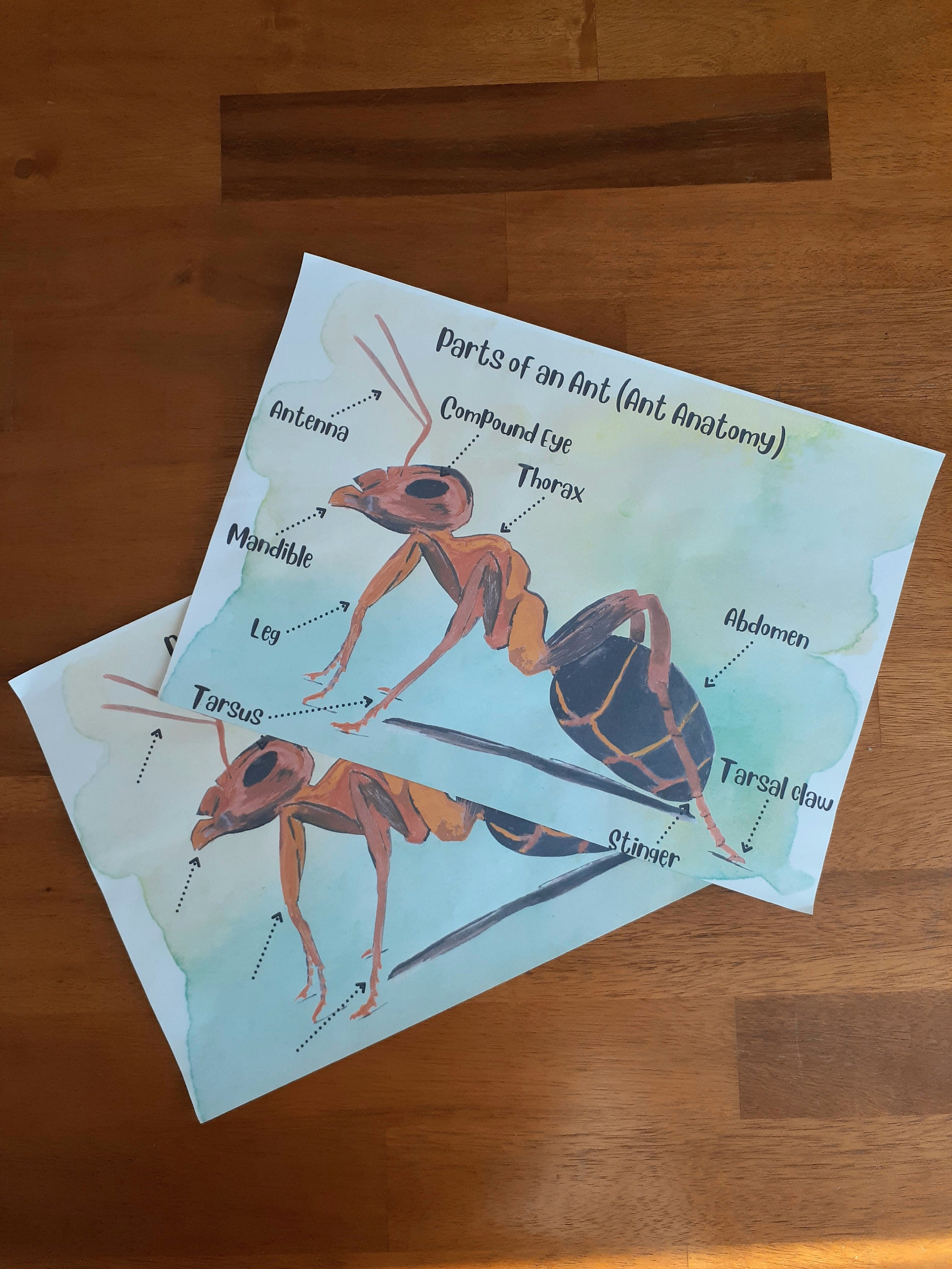 ANTS! Study Bundle Montessori, Life Cycle, Anatomy, Nature Study ...