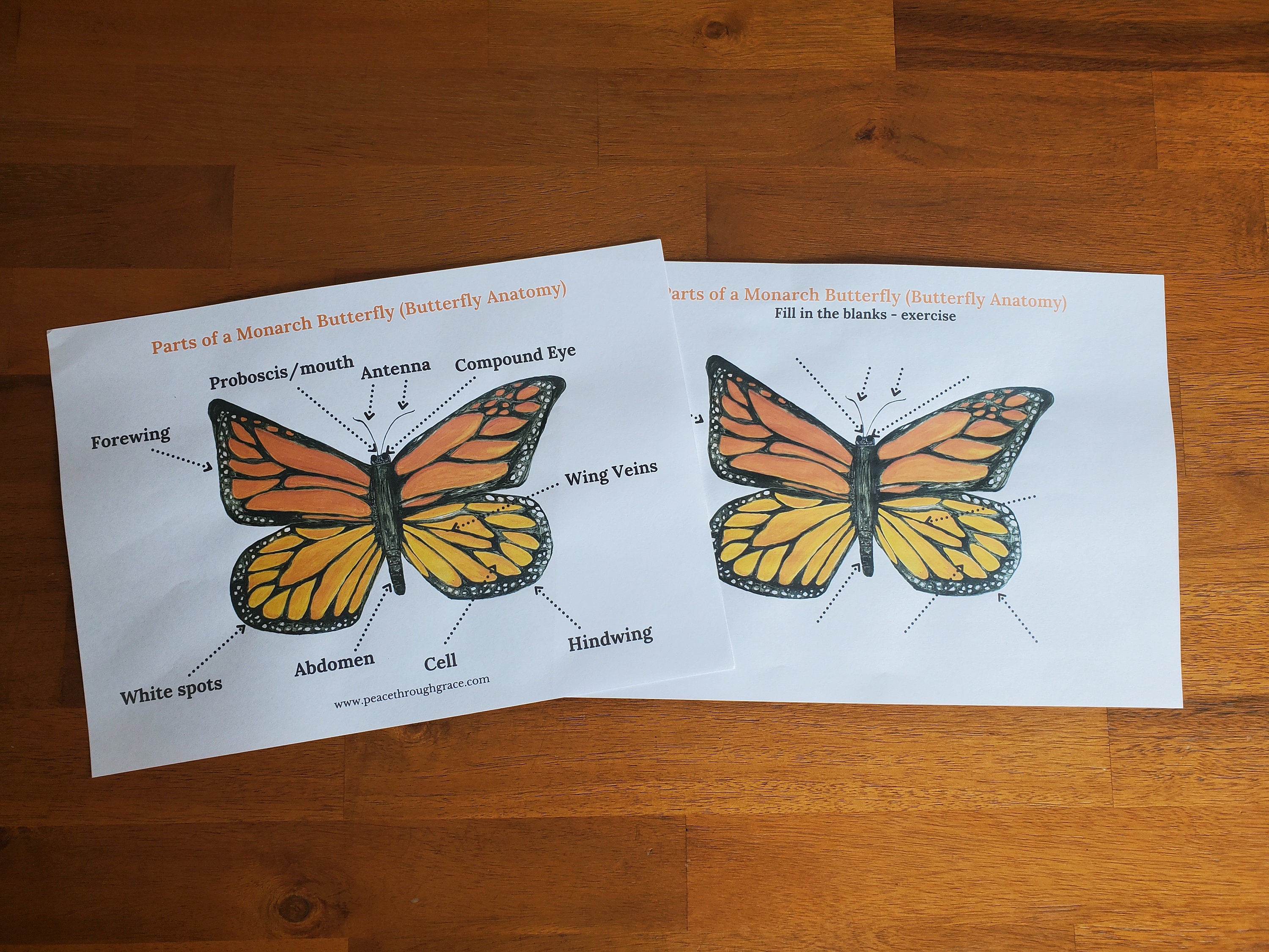 Monarch Butterfly Study Bundle, Montessori, Charlotte Mason, Fun ...