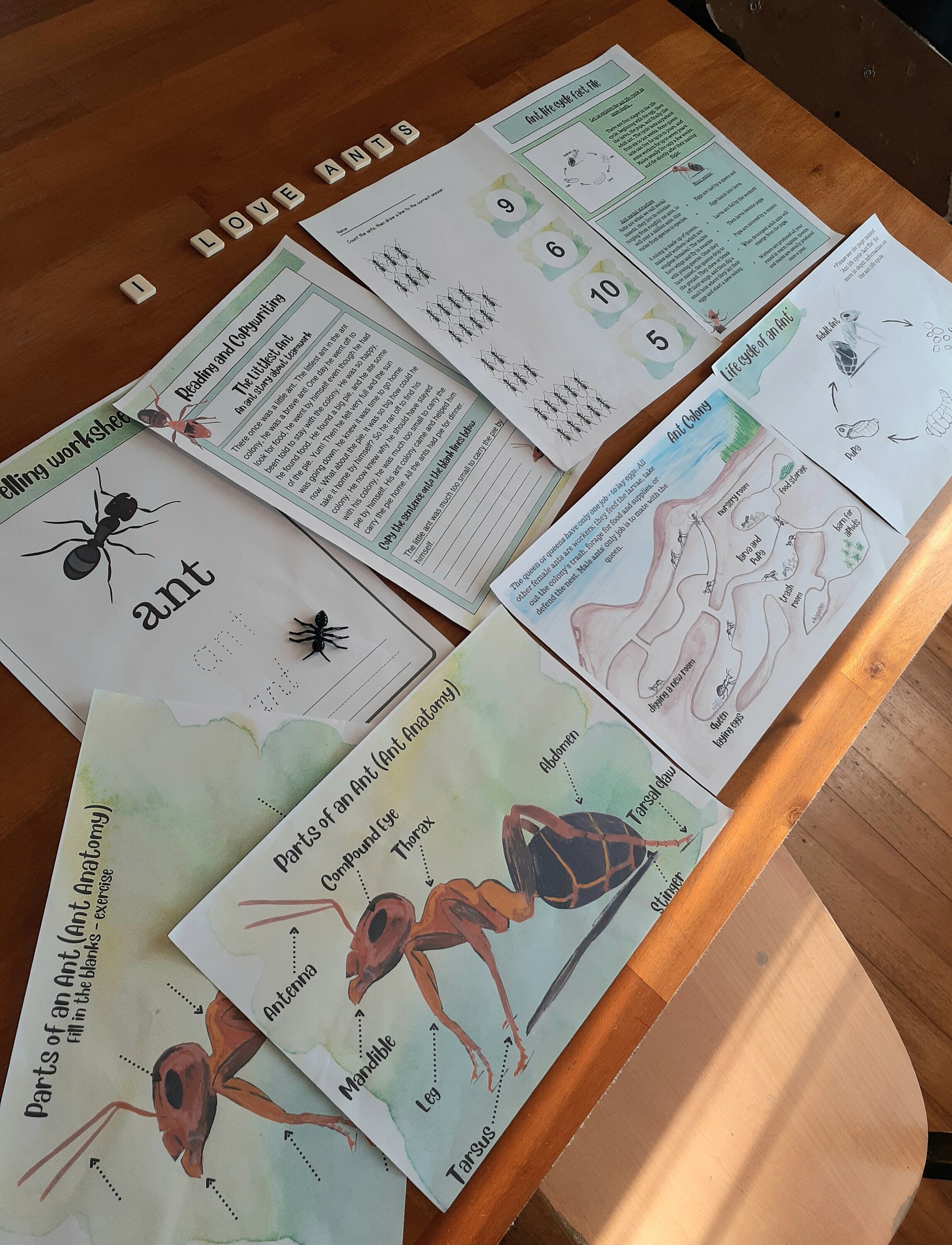 ANTS! Study Bundle Montessori, Life Cycle, Anatomy, Nature Study ...