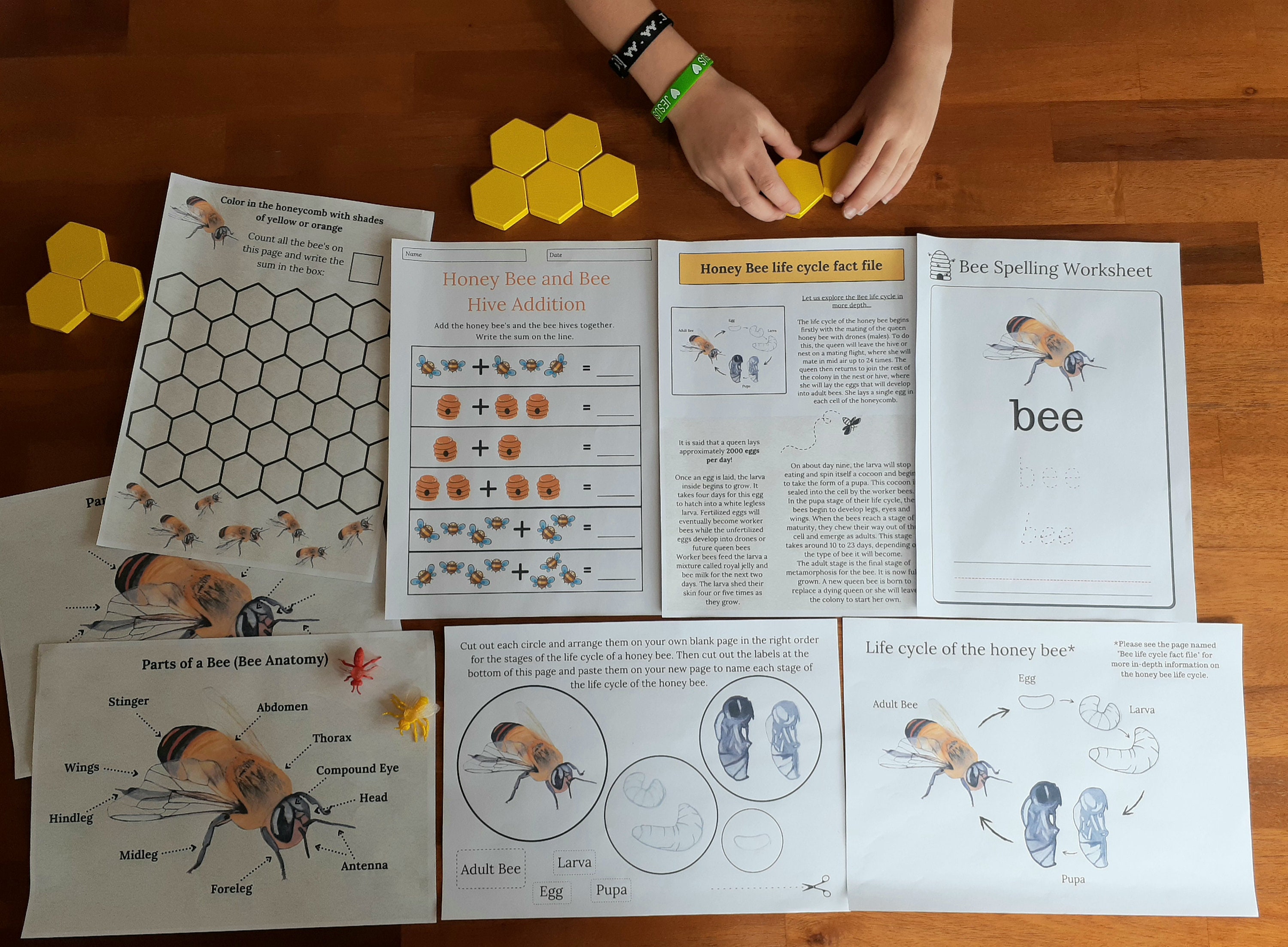 Honey Bee Unit Study Bundle, Learning, Montessori, Charlotte Mason, Fun ...