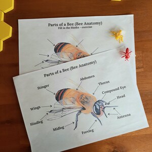 Honey Bee Unit Study Bundle, Learning, Montessori, Charlotte Mason, Fun ...